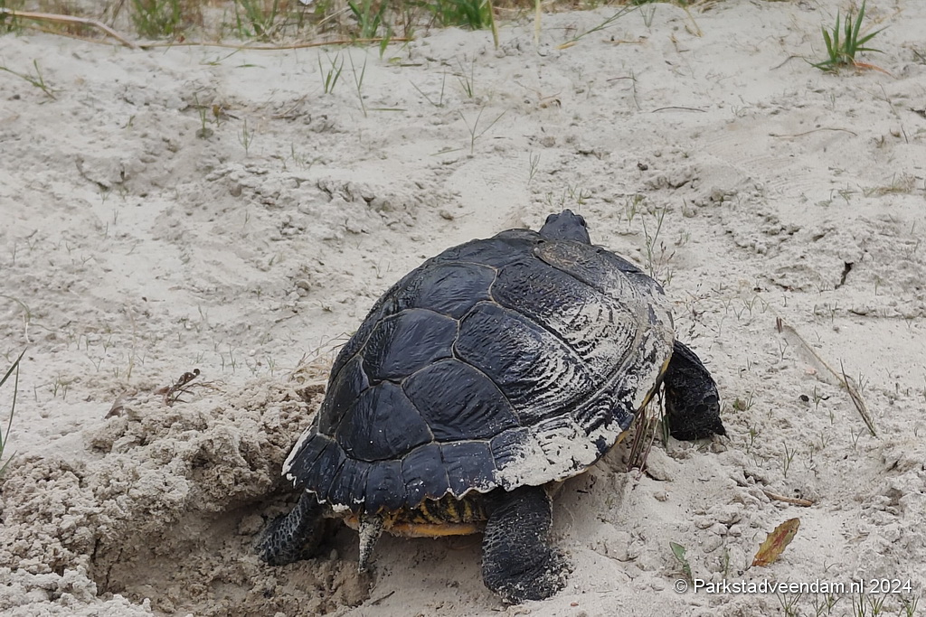 Schildpad legt eieren in Borgerswold | Parkstad Veendam